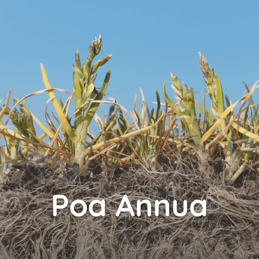 Common Georgia Weeds | Atlanta Lawn Care | Simply Green