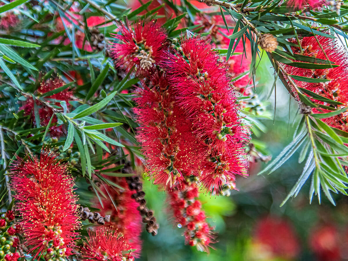 Great Native Plants to Include in Landscaping