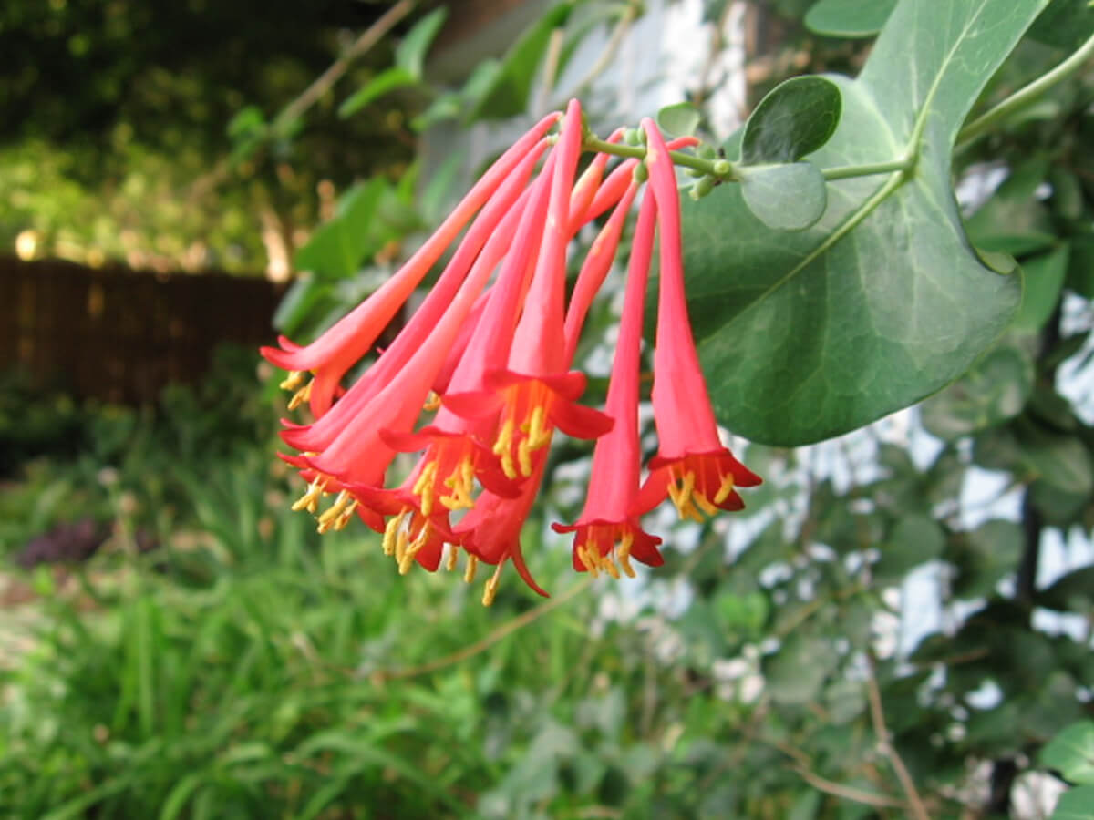 Great Native Plants to Include in Landscaping