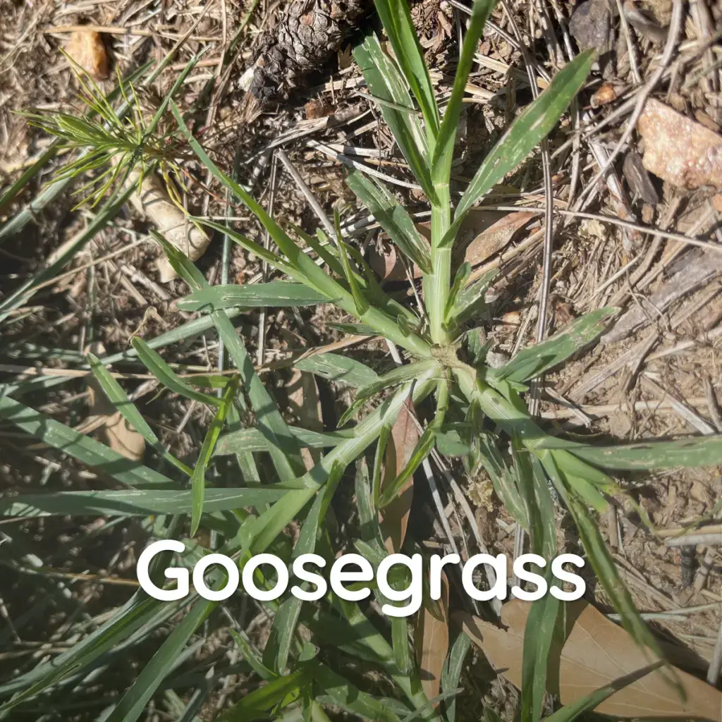 Common Georgia Weeds | Atlanta Lawn Care | Simply Green