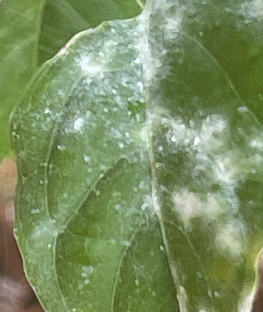 Powdery Mildew on Crape Myrtles | Simply Green