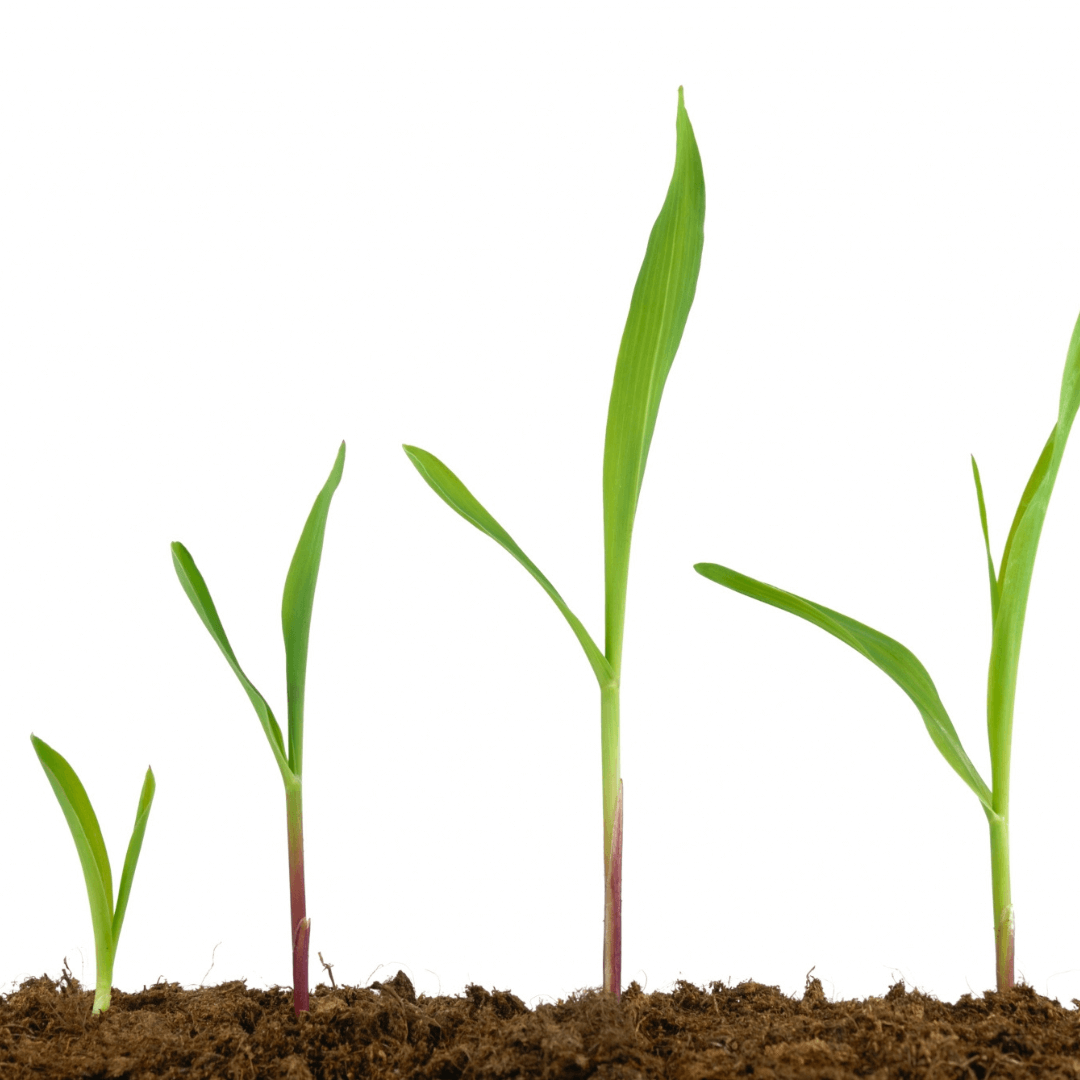 Benefits of Aerating Your Lawn