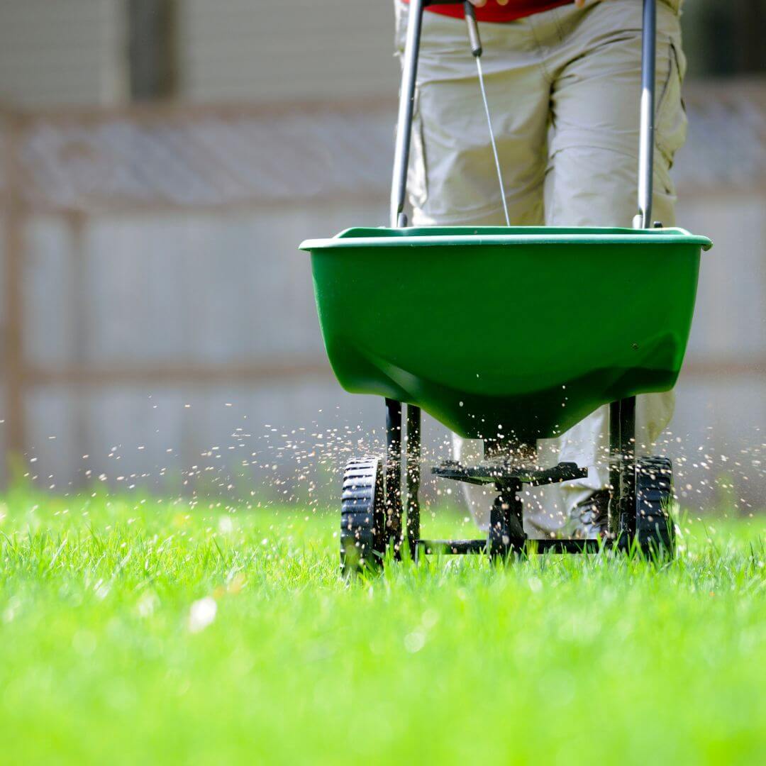 Complete Guide to Overseeding Your Lawn | Simply Green Lawn Care Plus