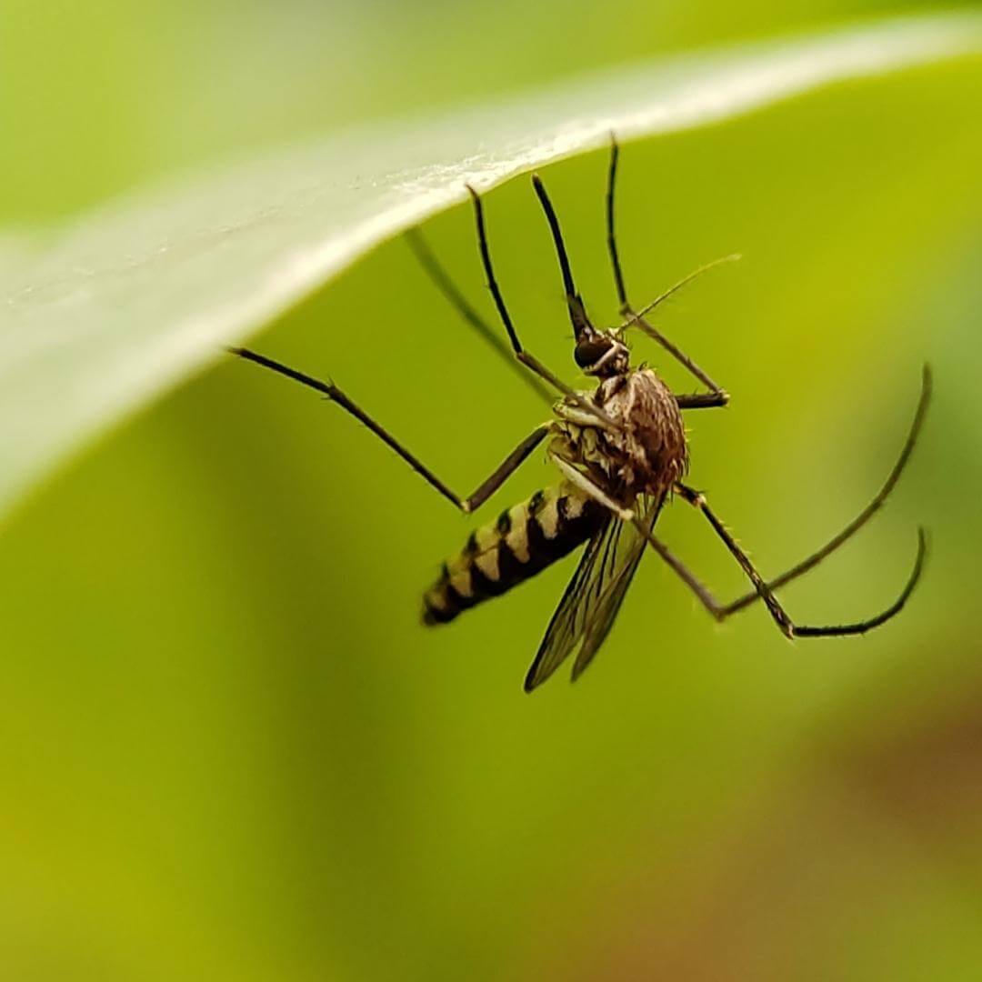 How To Get Rid Of Mosquitoes Simply Green Lawn Care how-to-get-rid-of-mosquitoes-simply-green-lawn-care