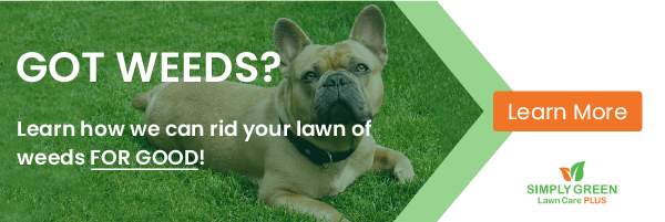 Weed Control, Mosquito Control, and More in Hoschton