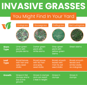 Complete Crabgrass Guide | Simply Green Lawn Care Plus