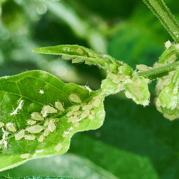 Georgia Garden Pests | Atlanta Lawn Care | Simply Green