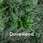 Common Georgia Weeds | Atlanta Lawn Care | Simply Green