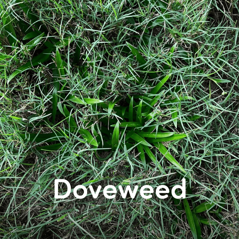 Common Georgia Weeds | Atlanta Lawn Care | Simply Green