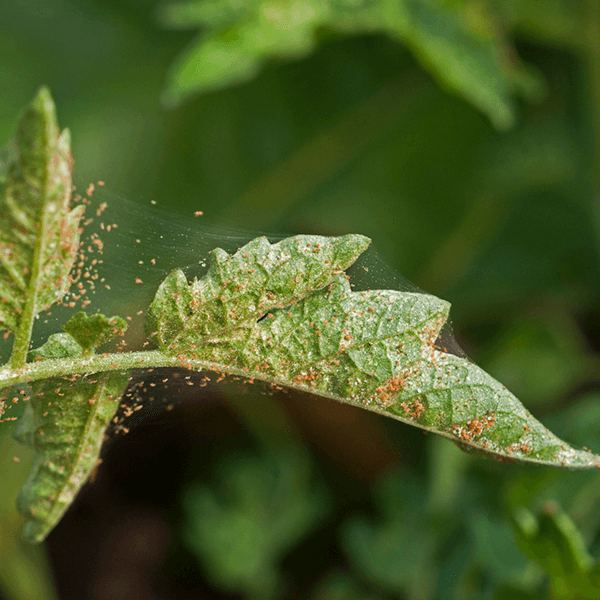 Georgia Garden Pests | Atlanta Lawn Care | Simply Green