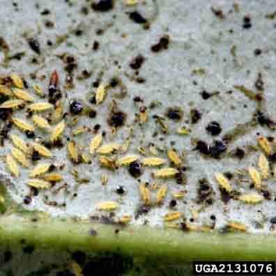 Georgia Garden Pests | Atlanta Lawn Care | Simply Green