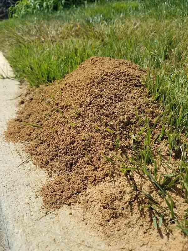 Fire Ant Control Service In Atlanta GA | Simply Green Lawn Care