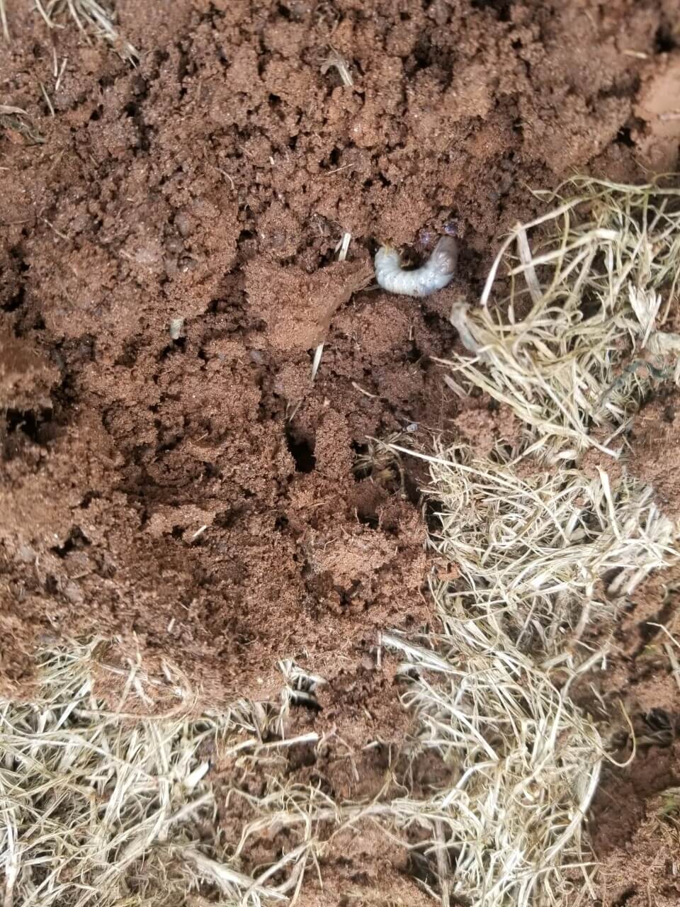 Armyworm and Grub Control in Atlanta | Simply Green Lawn Care