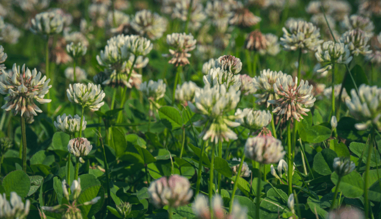 Common Georgia Weeds | Atlanta Lawn Care | Simply Green